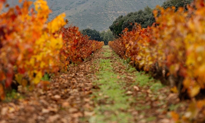 Conoce La Rioja a través de sus rutas de vino