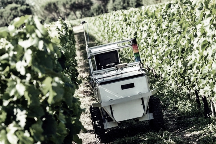 VineRobot, el robot que controlará y seleccionará las uvas en el viñedo