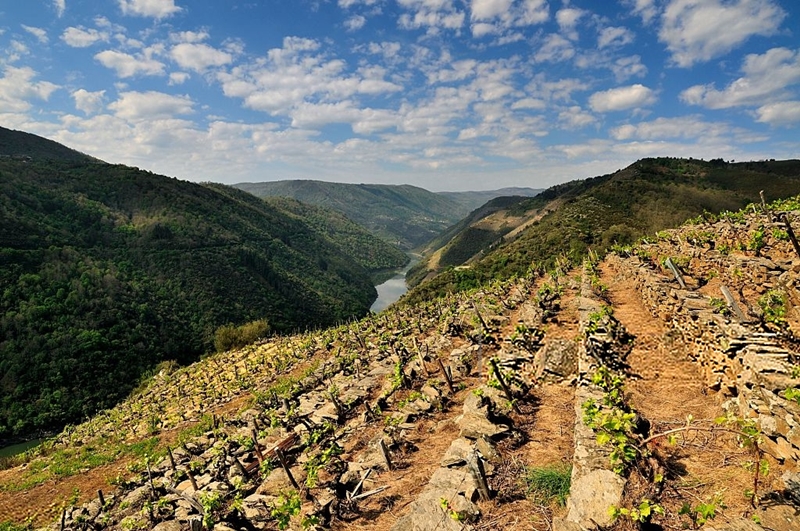 DO Ribeira Sacra comenzará oficialmente la vendimia en otoño
