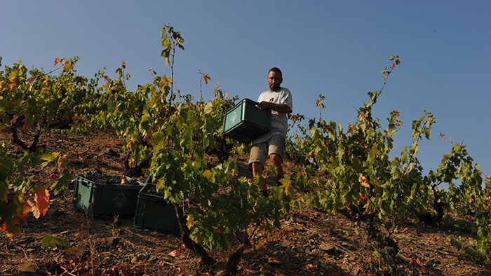 Europa apuesta por la mejora de la sostenibilidad vitivinícola de la ...