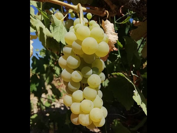 Vinos de Madrid, inicia la vendimia 2018