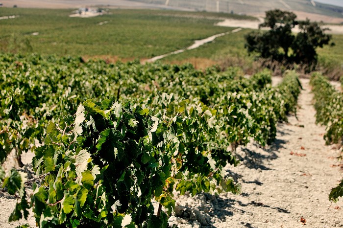La producción de Jerez supera los 81 millones de kilos