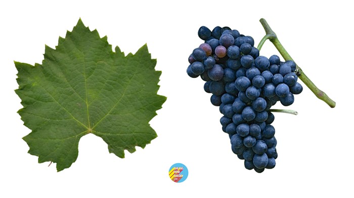 Conoce el Malbec a través de estos 15 vinos argentinos