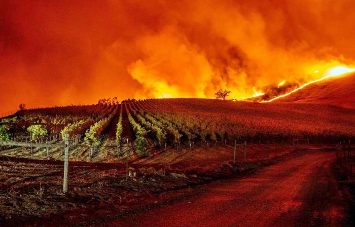 Nueva estrategia para proteger las uvas para vino del humo