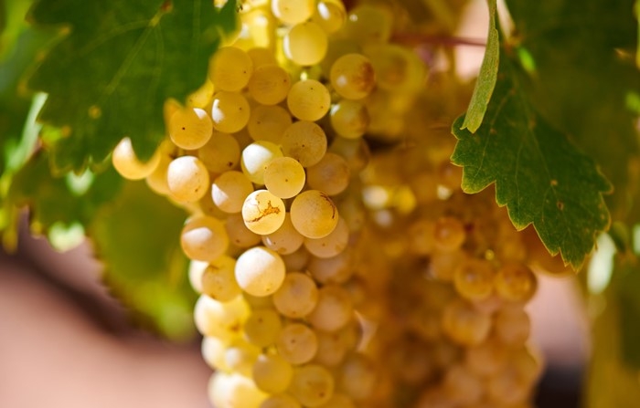 Caballero Zifar, mono varietal de Albillo Mayor, ya está en el mercado