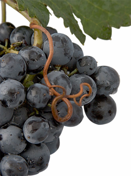 Monastrell, una frágil variedad española a preservar