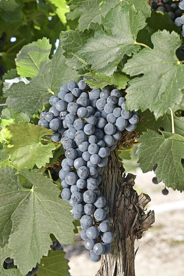 Comienza la vendimia en Somontano