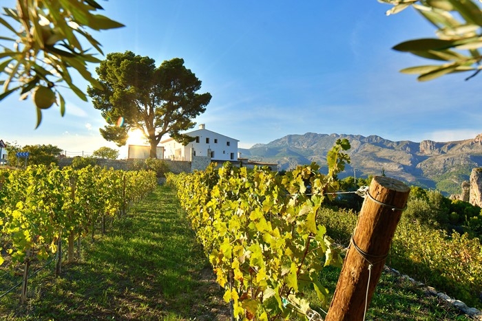 'Masos', el regreso de la viticultura al Valle de Guadalest