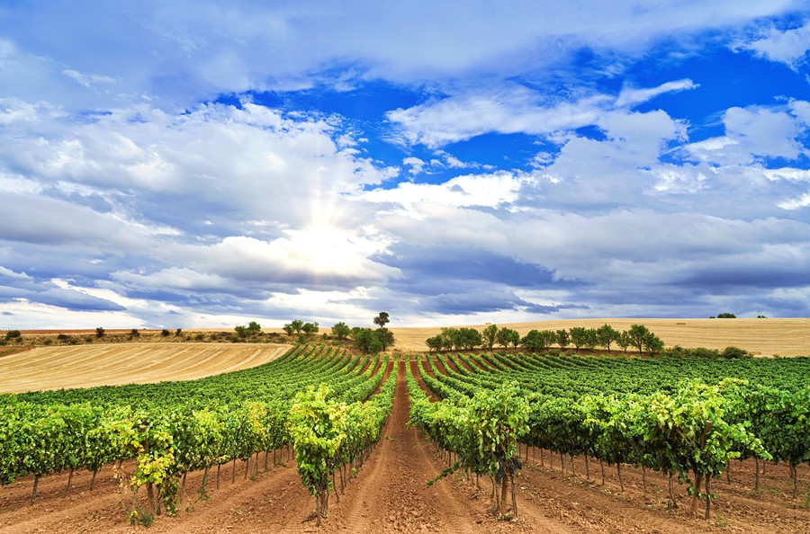La cuadragésima vendimia de Ribera del Duero muestra la diversidad de la DO