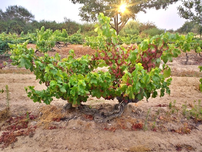 Un proyecto recupera dos viñedos ancestrales en la D.O. Monterrei y la ...