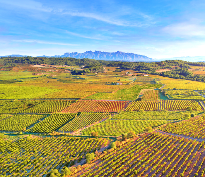Bodegas Maset consolida su proyecto vinícola en el Penedès