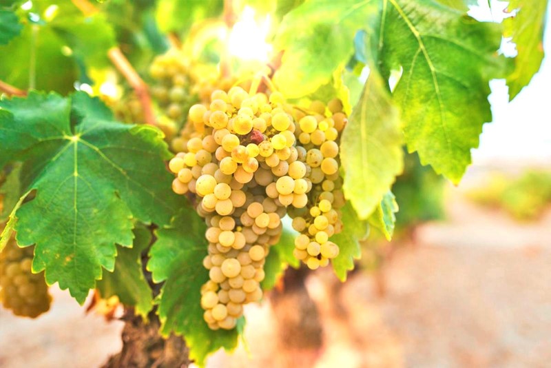 Vendimia generalizada de variedades blancas en toda la Denominación de ...