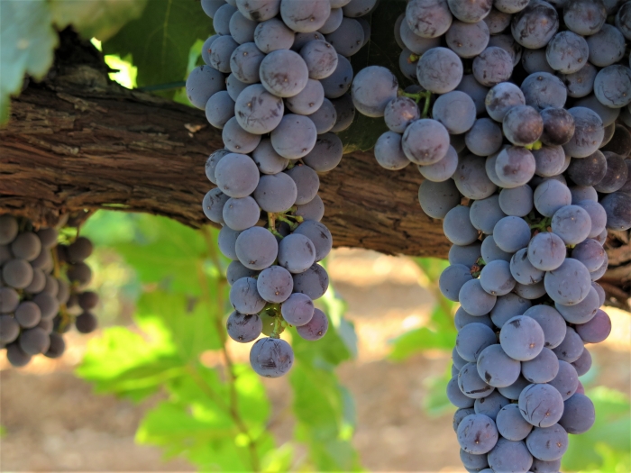 LAUS finaliza su vendimia 2022: más breve y de excelente calidad