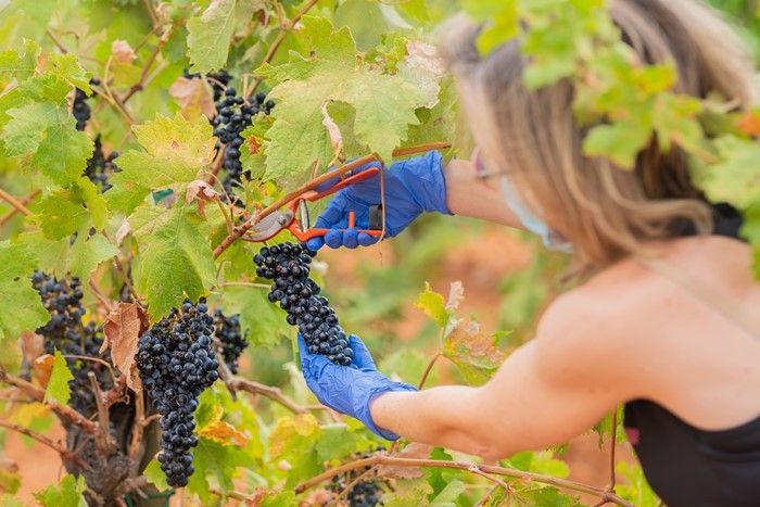 Un día de vendimia en Finca La Estacada