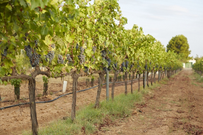 4 rutas de enoturismo sorprendentes para descubrir los vinos de la D.O ...