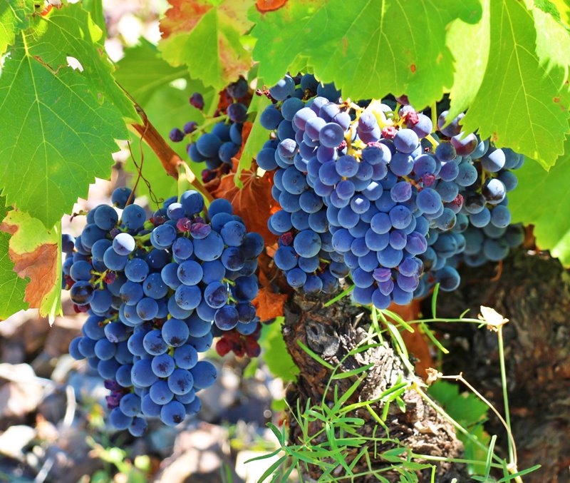 Ruta enológica por la D.O. Calatayud: conoce su vino