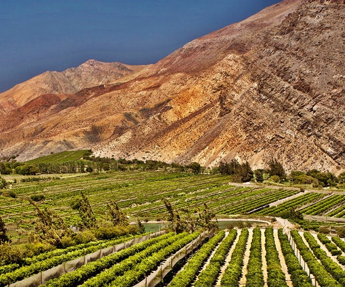 Oportunidad de estudiar la vitivinicultura chilena