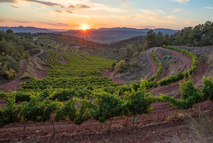 Descubre la fascinante ruta de enoturismo en D.O. Montsant ...