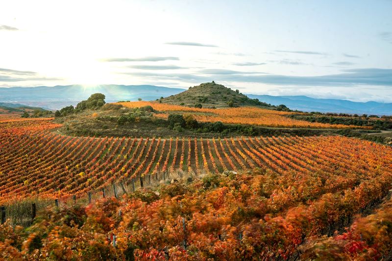 Arranque de viñedos en Rioja ¿Si o No?