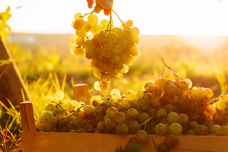 Ups and Downs of California's largest crush in four vintages