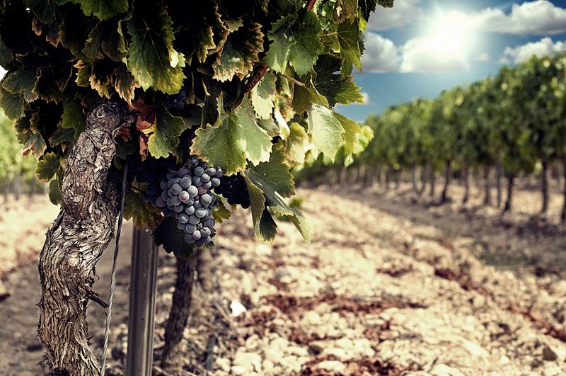 Expansión en el corazón de Rioja