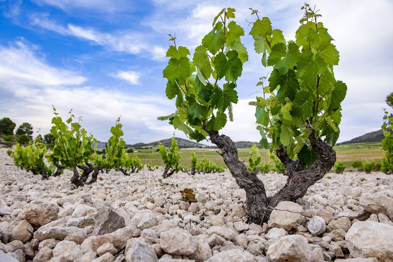 Jumilla, en la élite mundial del vino