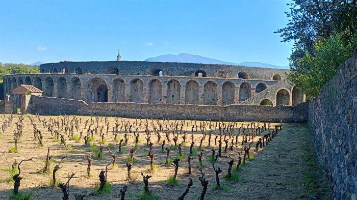 Winemaking returns to Pompeii as ancient vineyards are revived after ...