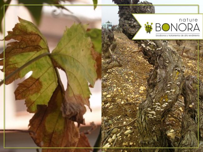 YESCA EN VIÑA, ¿Qué es? ¿Cómo controlar la yesca?